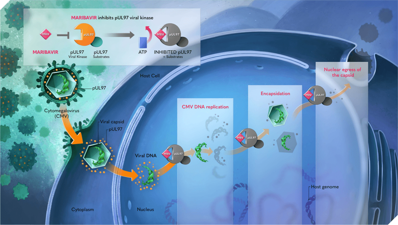 Mechanism of Action (MOA) | LIVTENCITY® (maribavir)
